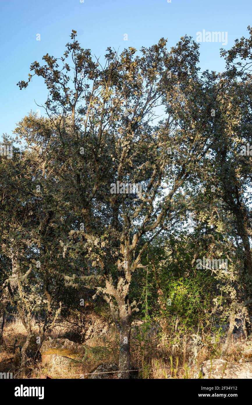 Acorn tree in background hi-res stock photography and images - Alamy