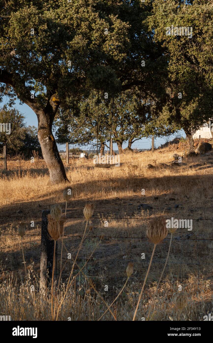 Big acorn tree hi-res stock photography and images - Alamy