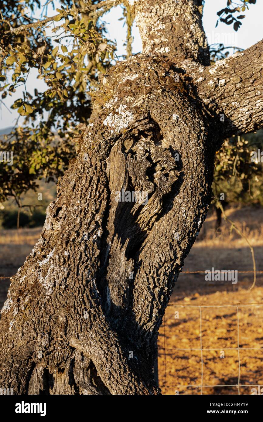 Acorn tree in background hi-res stock photography and images - Alamy