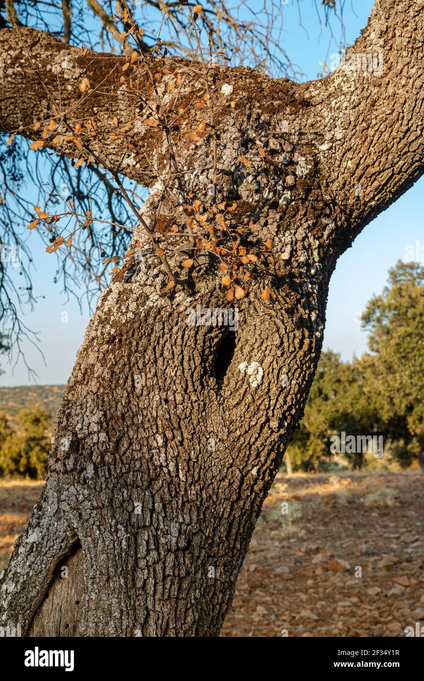 Tree board hi-res stock photography and images - Alamy