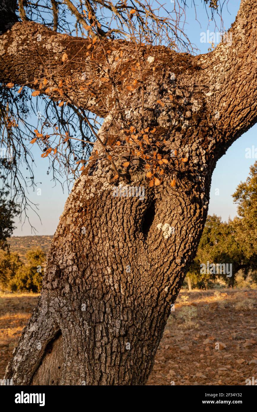 Trunk of an old acorn tree at sunset in southern Andalusia, Spain Stock ...