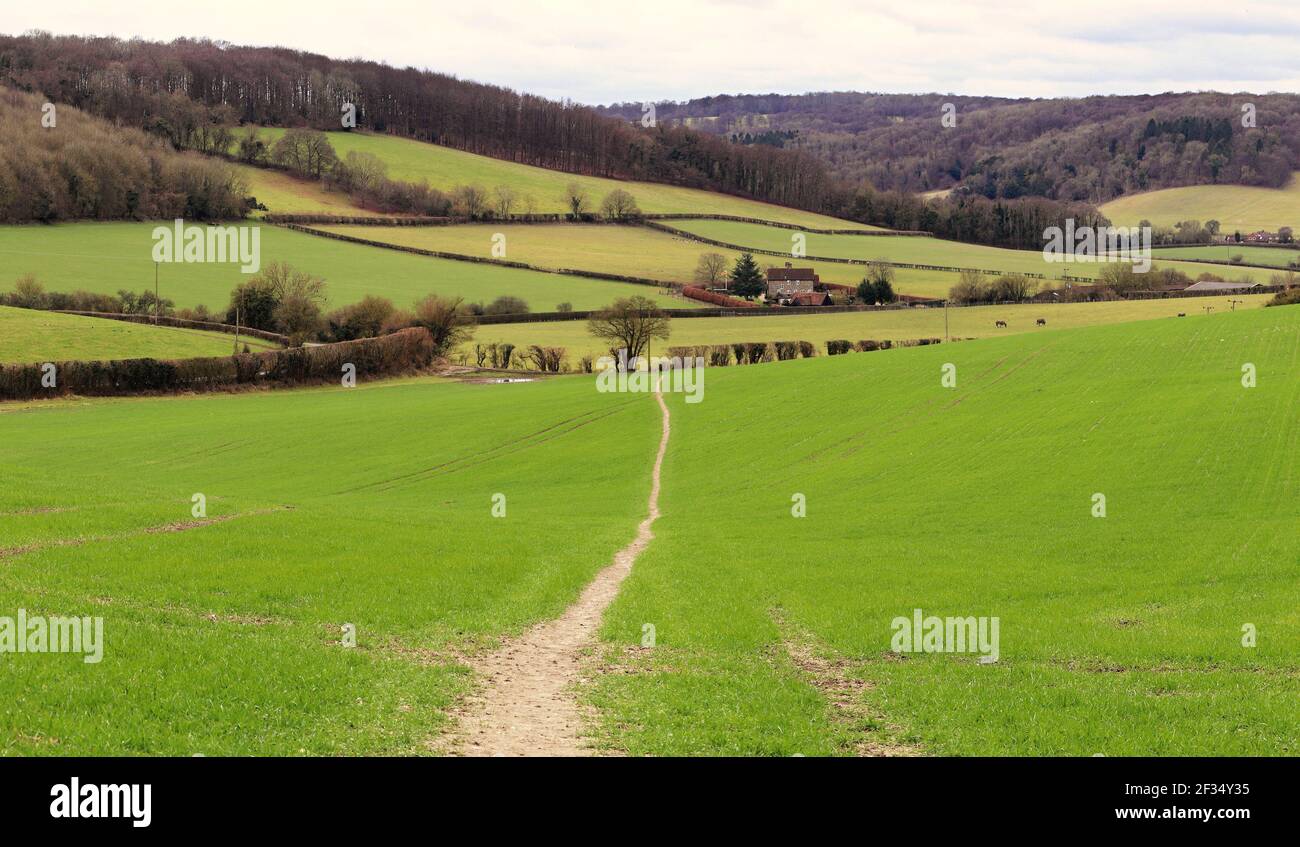 An English Rural Landscape with footpath through field of early crops ...