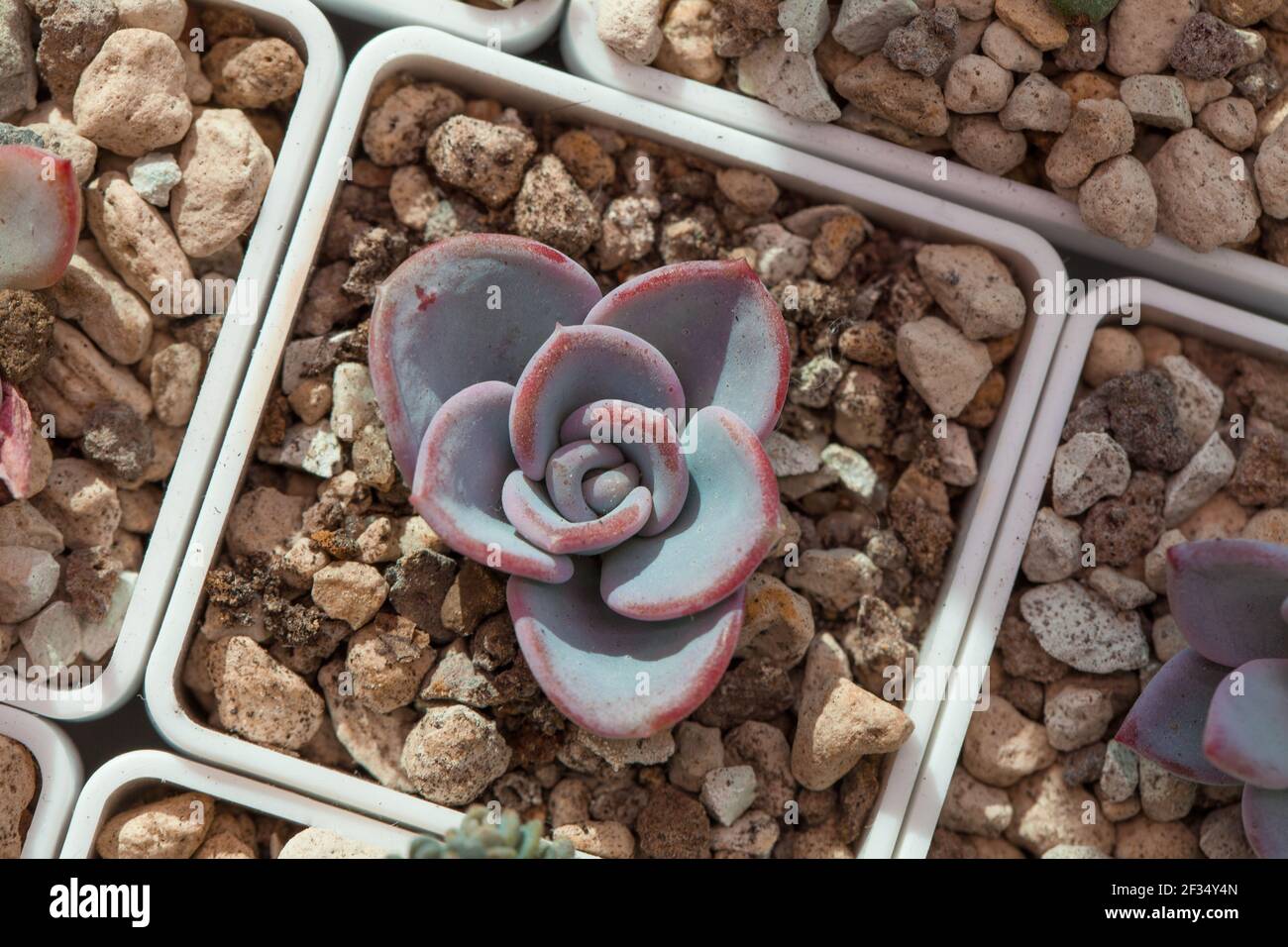 Orpet hi-res stock photography and images - Alamy