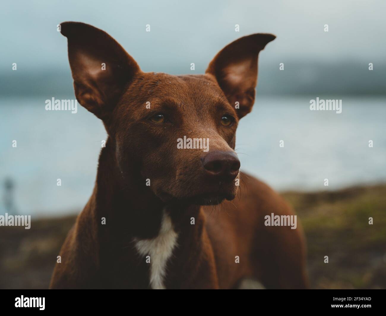 A selective focus shot of the portrait of a pharaoh hound Stock Photo ...