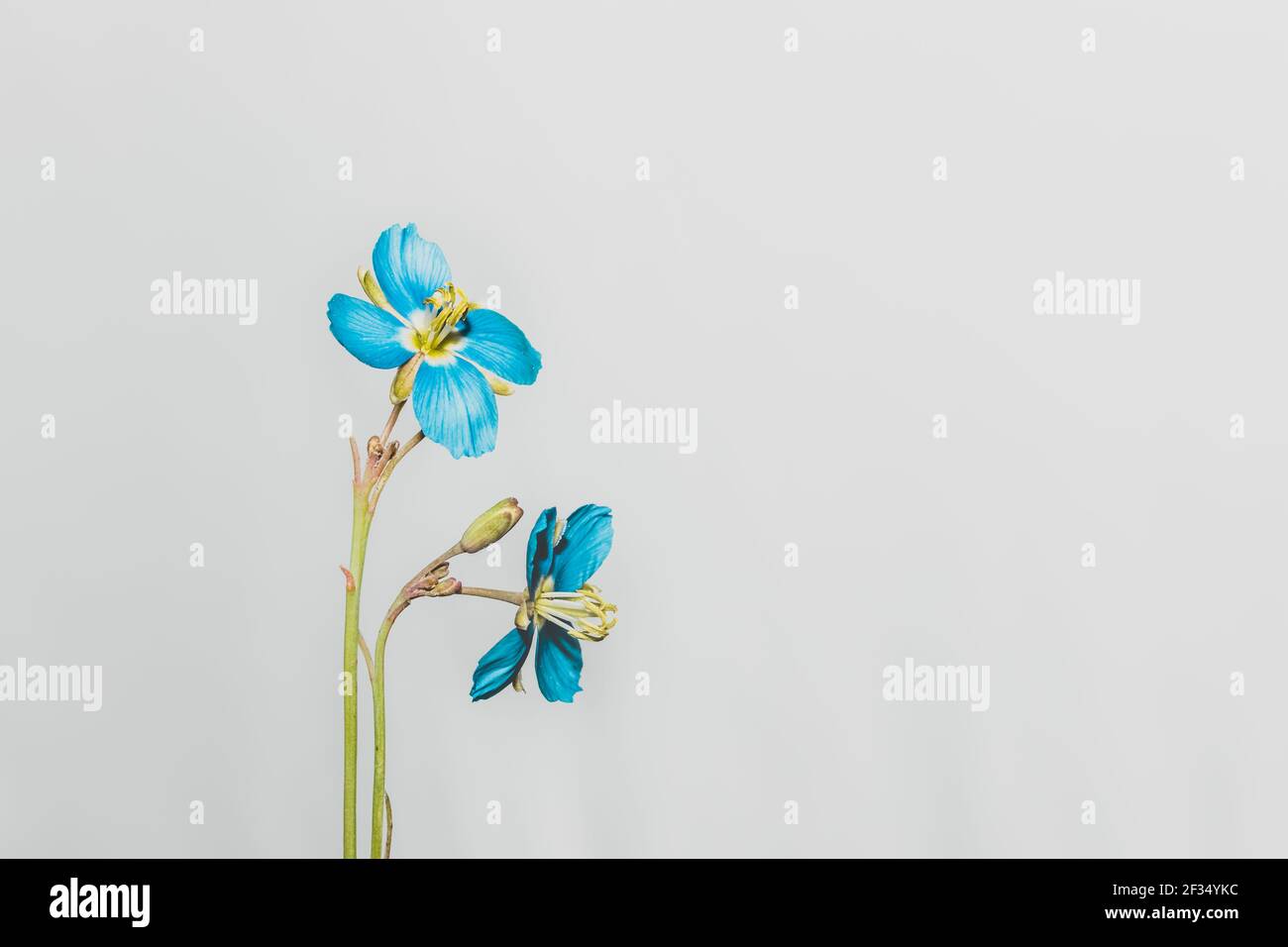 (Heliophila coronopifolia) Blue flax flowers in bloom in spring, South ...