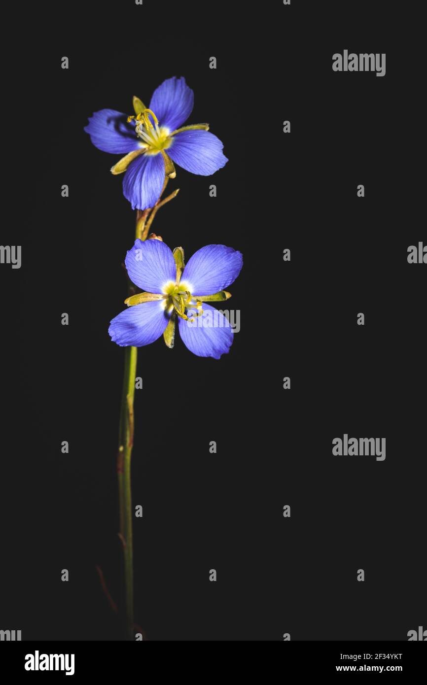 Heliophila hi-res stock photography and images - Alamy