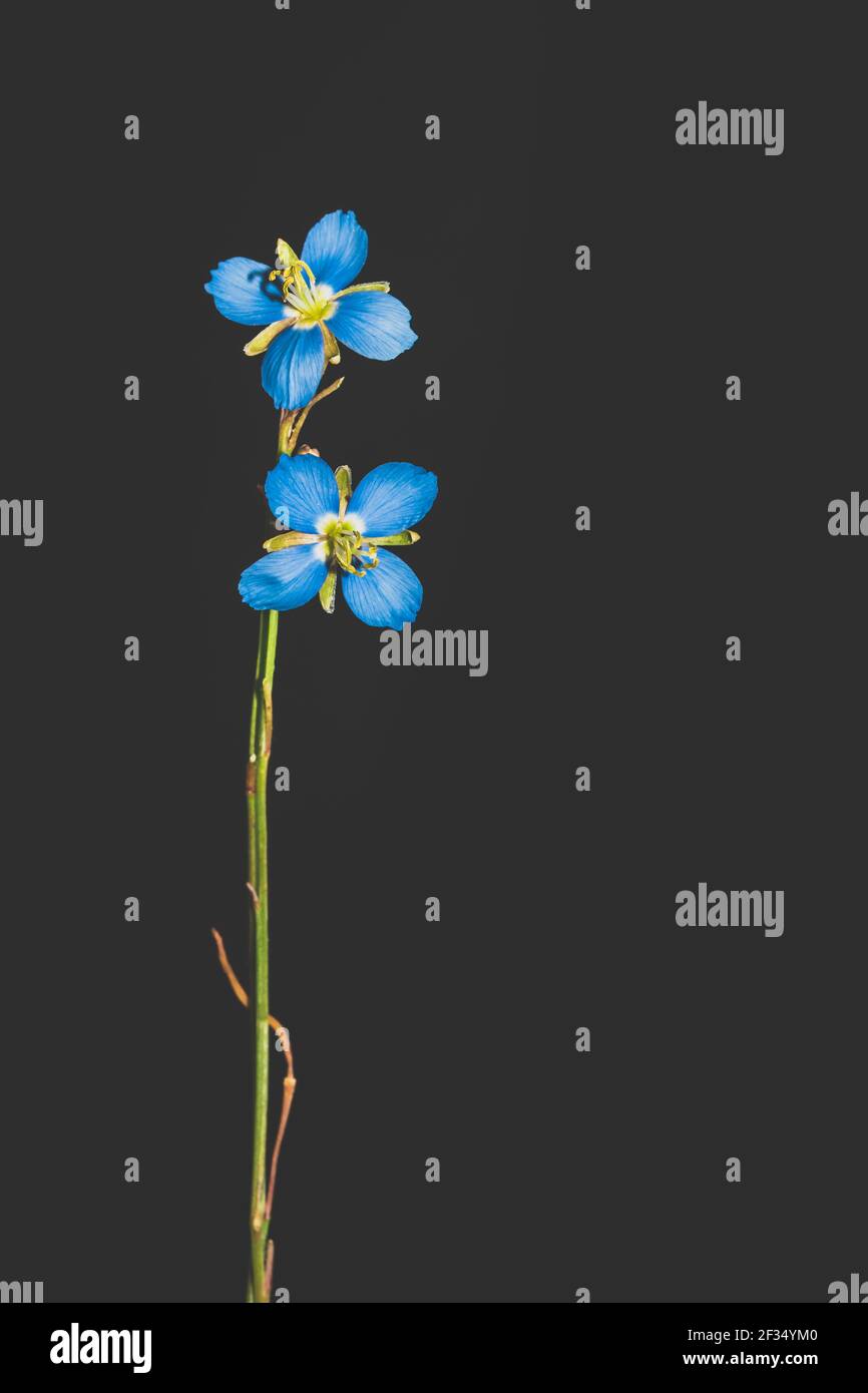 (Heliophila coronopifolia) Blue flax flowers in bloom in spring, South ...