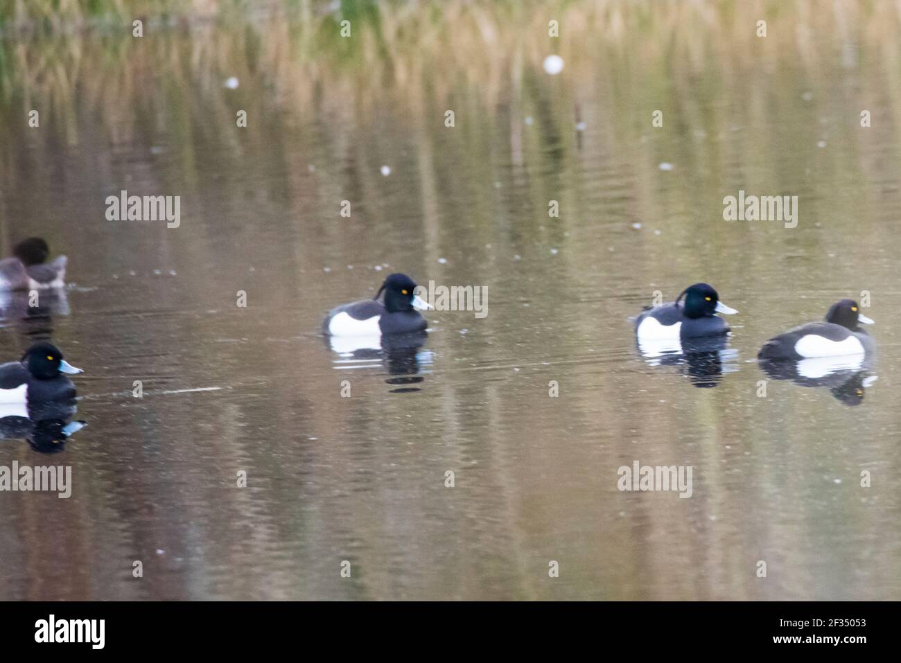 Brown moss hi-res stock photography and images - Alamy