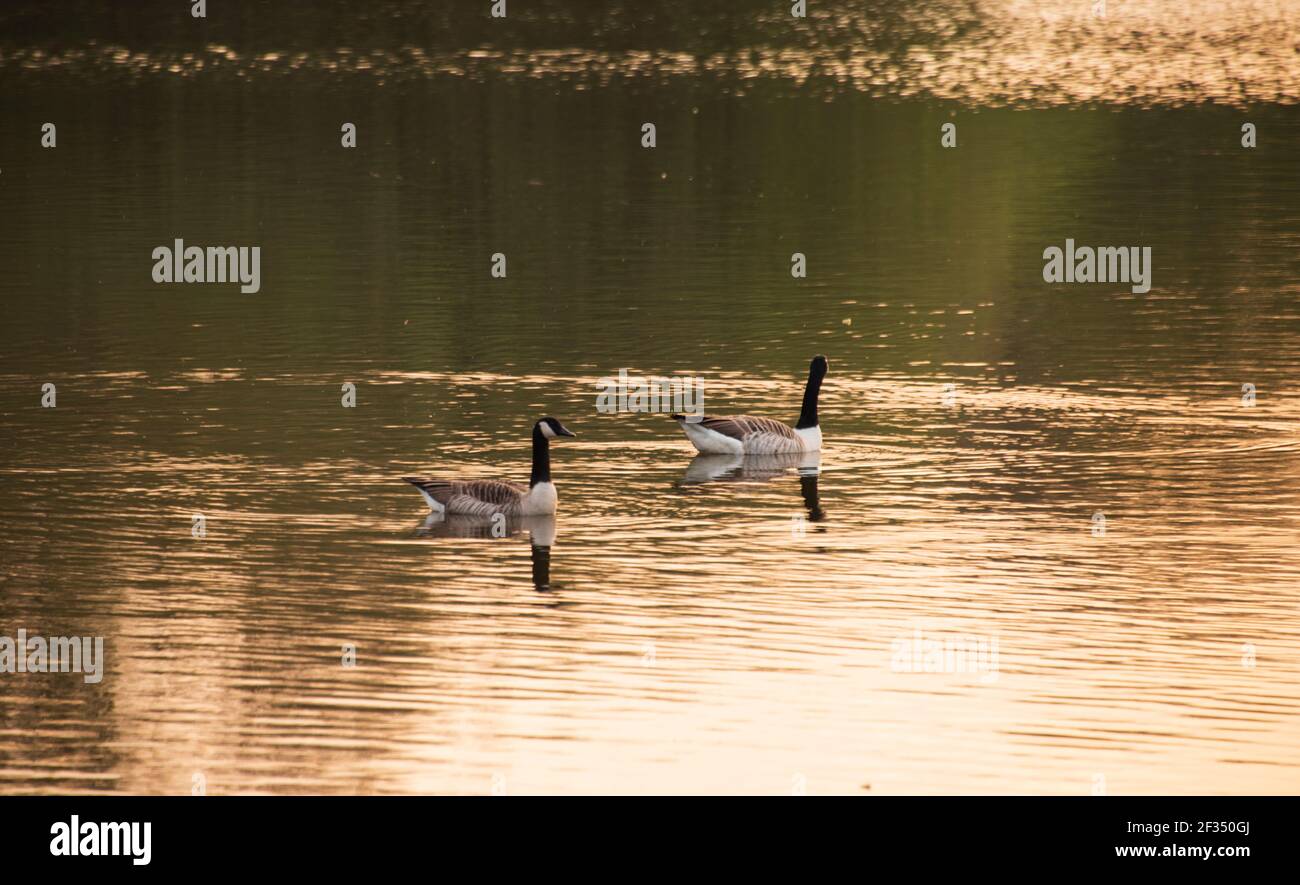 Brown moss and fern Moss reserves Stock Photo - Alamy