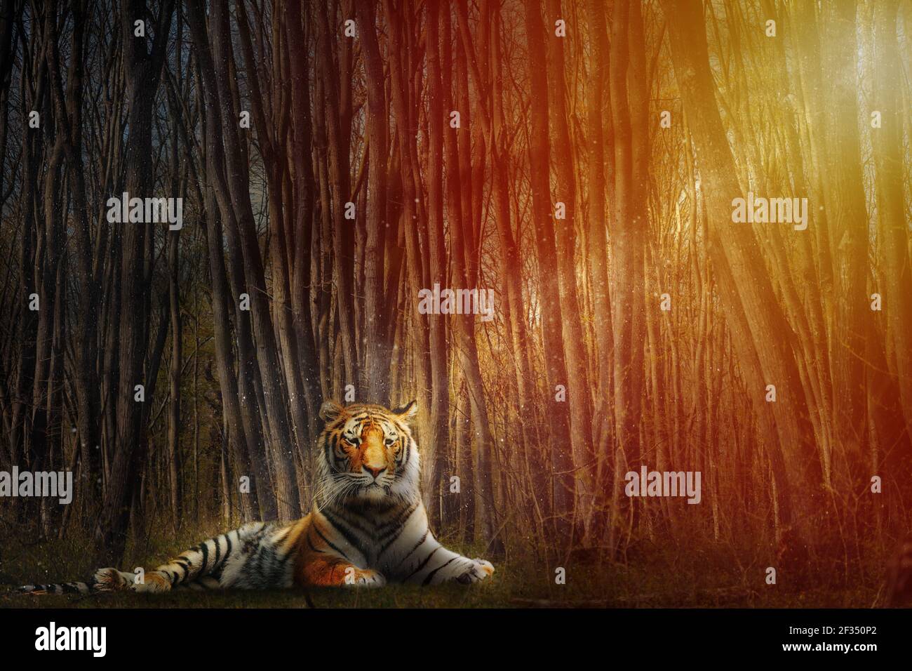 Tiger bathing in morning sun in the jungle Stock Photo - Alamy