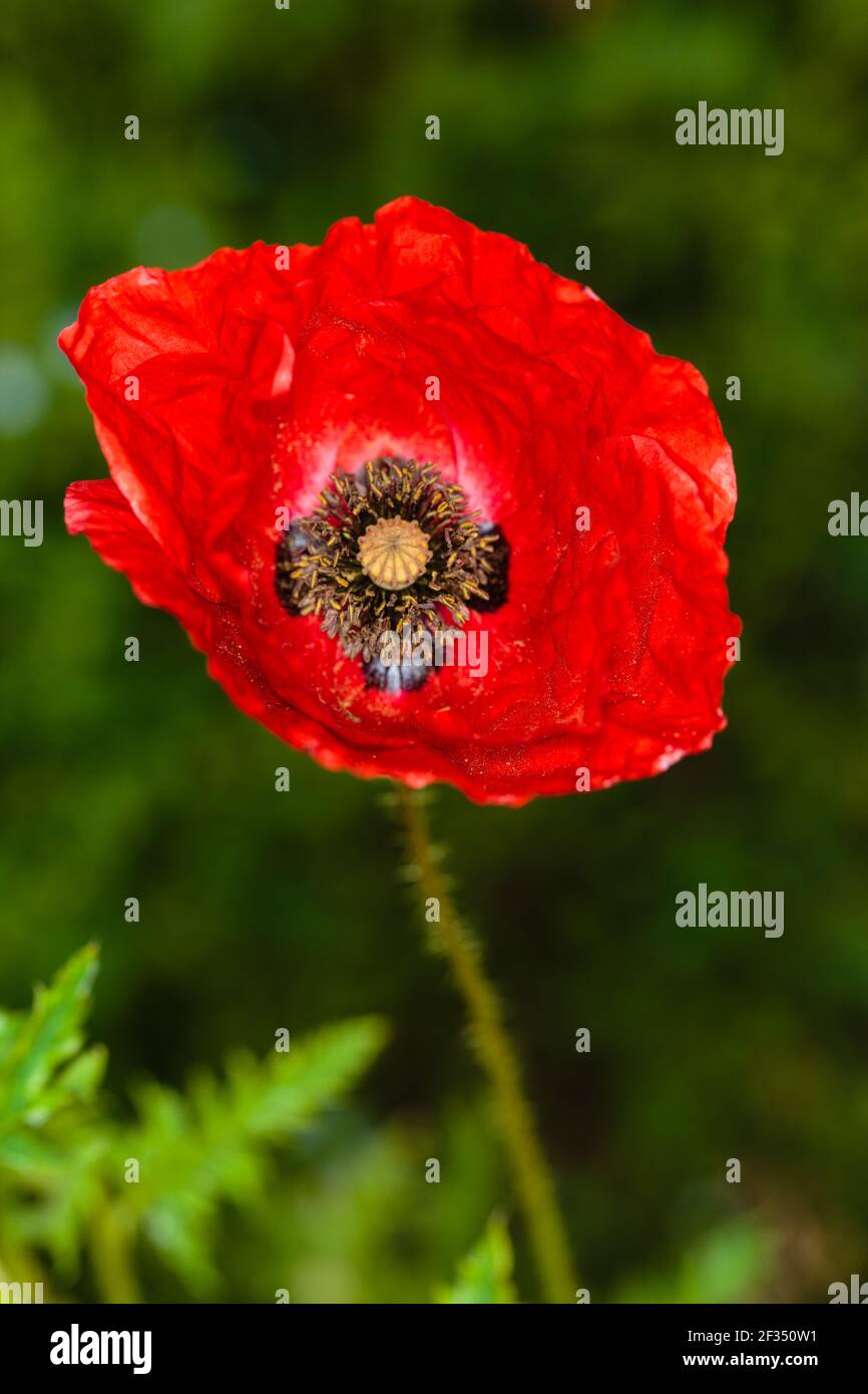 Setigerum High Resolution Stock Photography and Images - Alamy