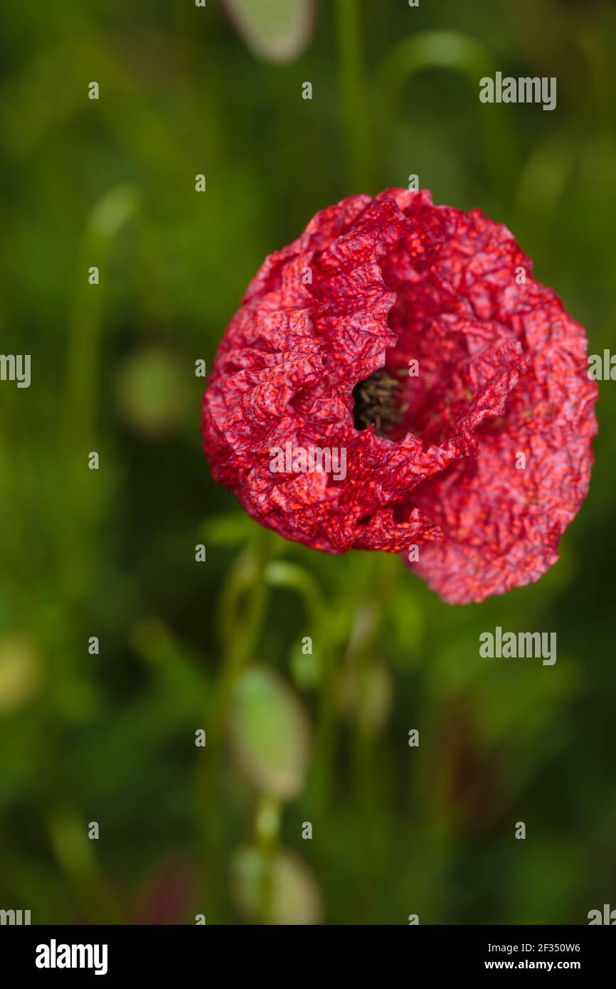Setigerum hi-res stock photography and images - Alamy