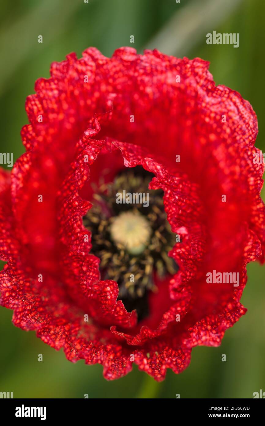 Setigerum hi-res stock photography and images - Alamy