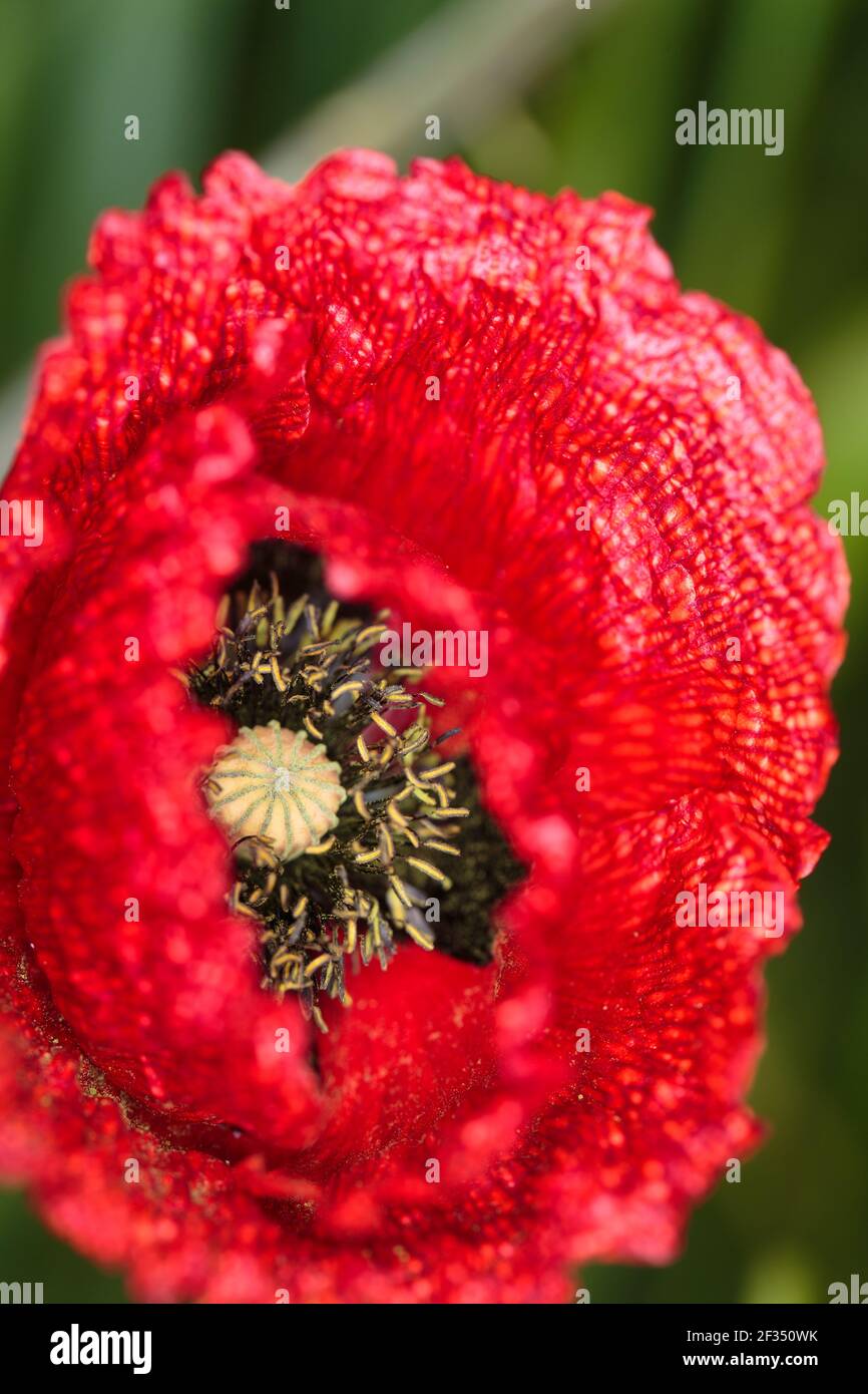 Setigerum hi-res stock photography and images - Alamy