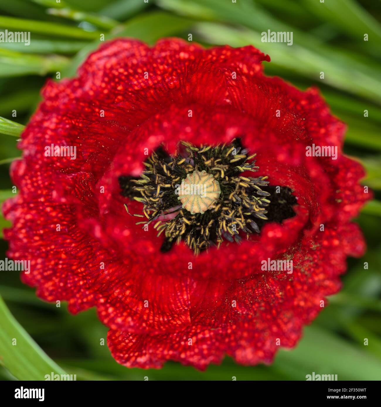 Setigerum hi-res stock photography and images - Alamy