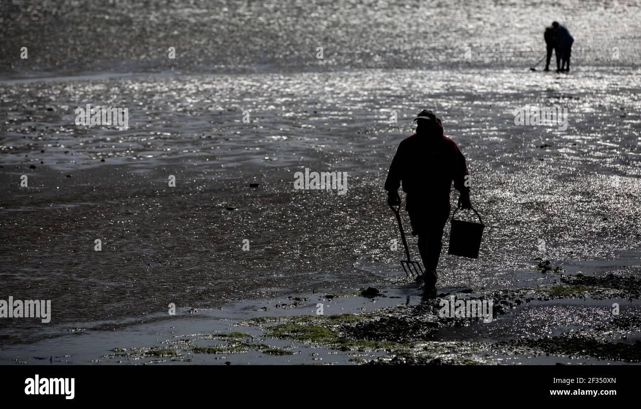 People mudlarking during low tide in Sandbanks in Dorset Stock Photo ...