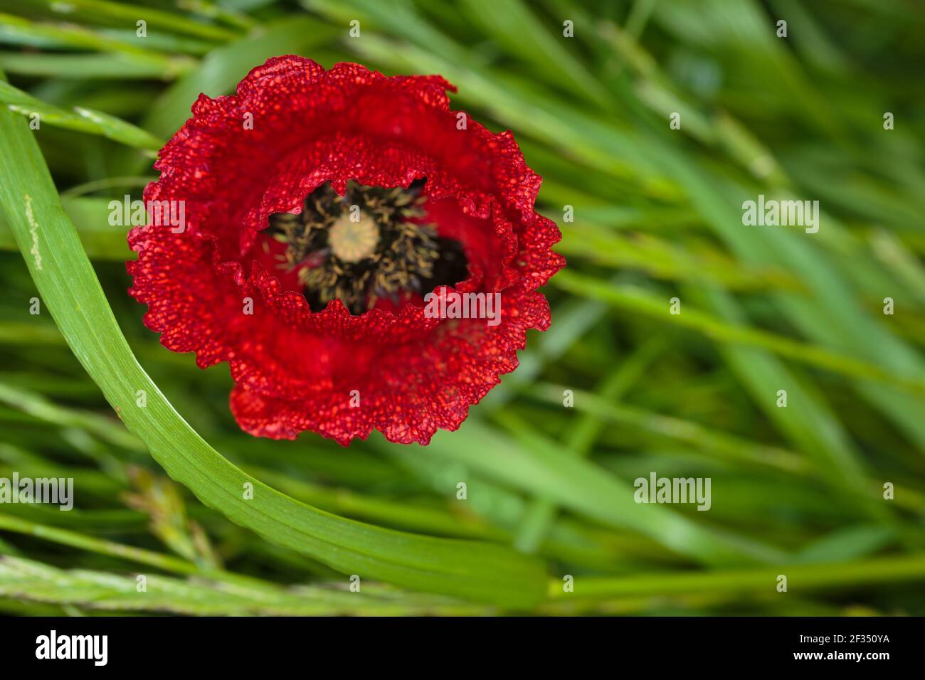 Papaver setigerum hi-res stock photography and images - Alamy