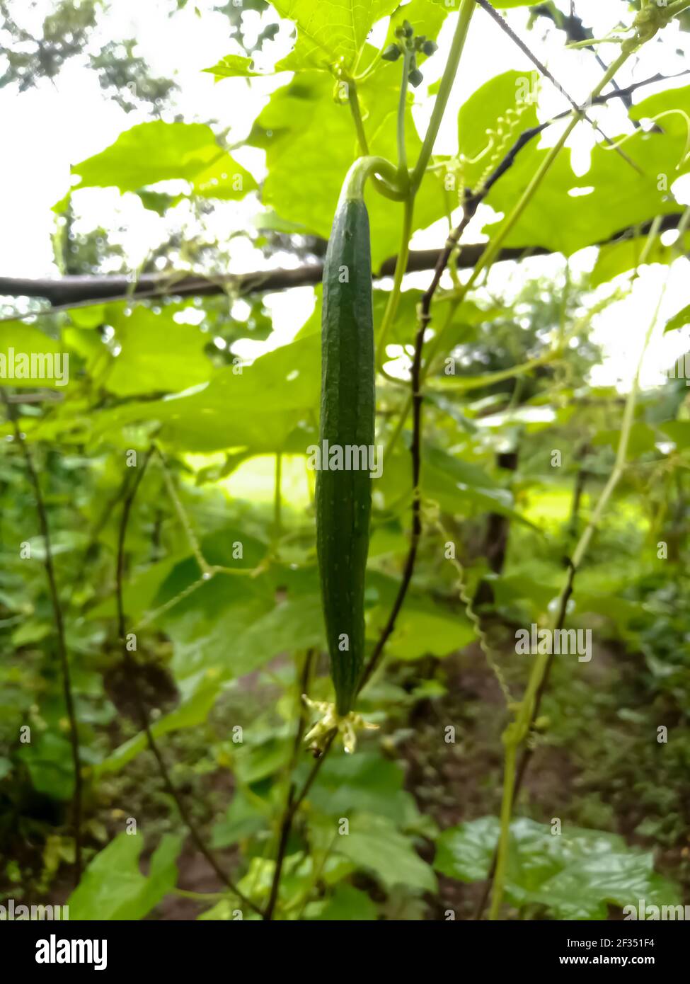 Asian vegetable chinese okra hi-res stock photography and images - Alamy