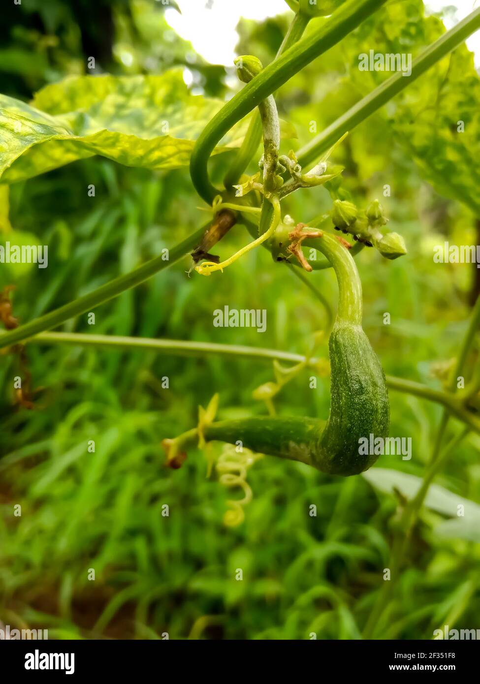 Fresh Galka Healthi Food And Organic From Indian Farms selective focus ...