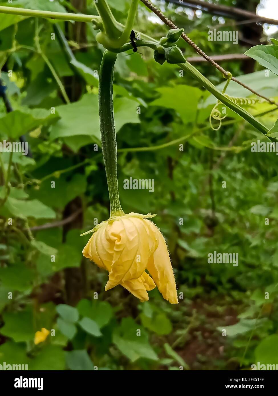 Healthi hi-res stock photography and images - Alamy