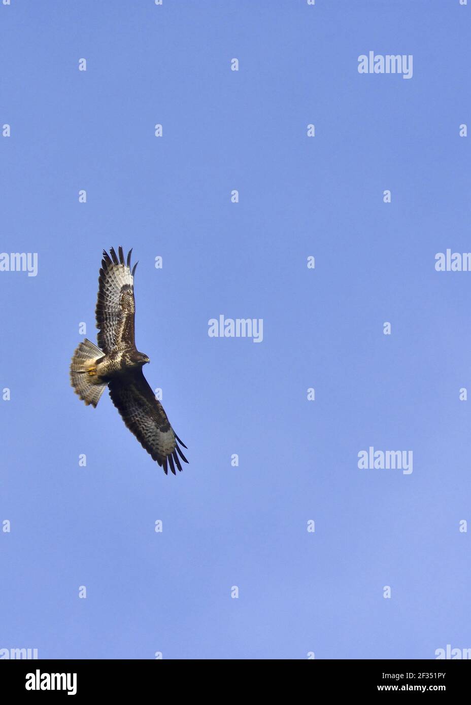 Buzzard flying circling hi-res stock photography and images - Alamy