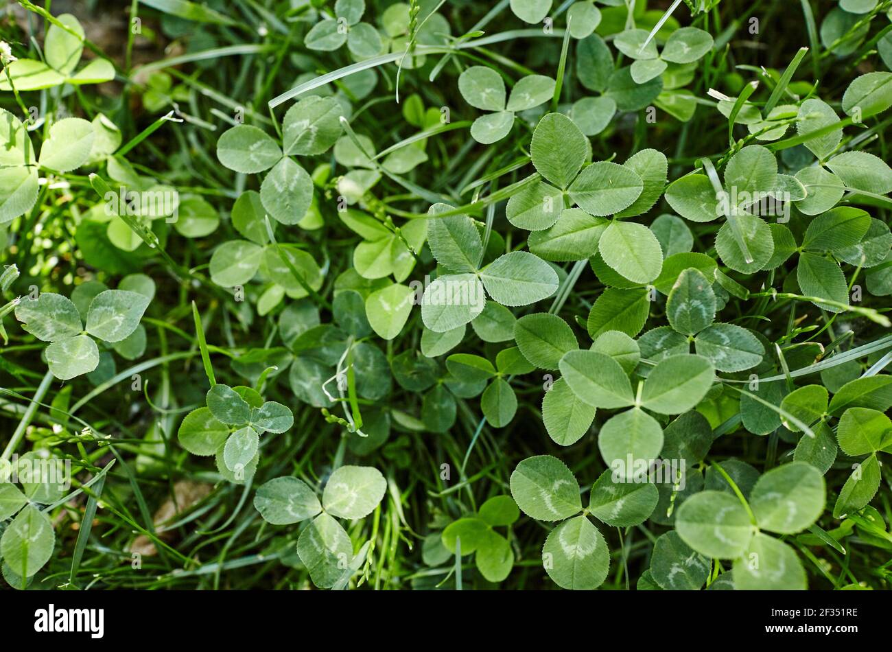 4 leaf clover pattern hi-res stock photography and images - Alamy