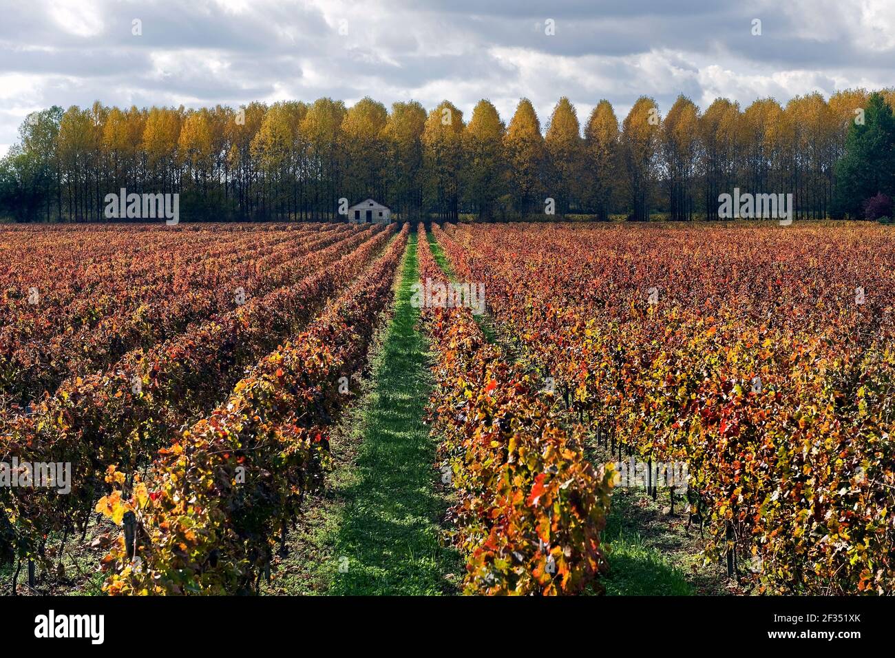 Medoc wine region hi-res stock photography and images - Alamy
