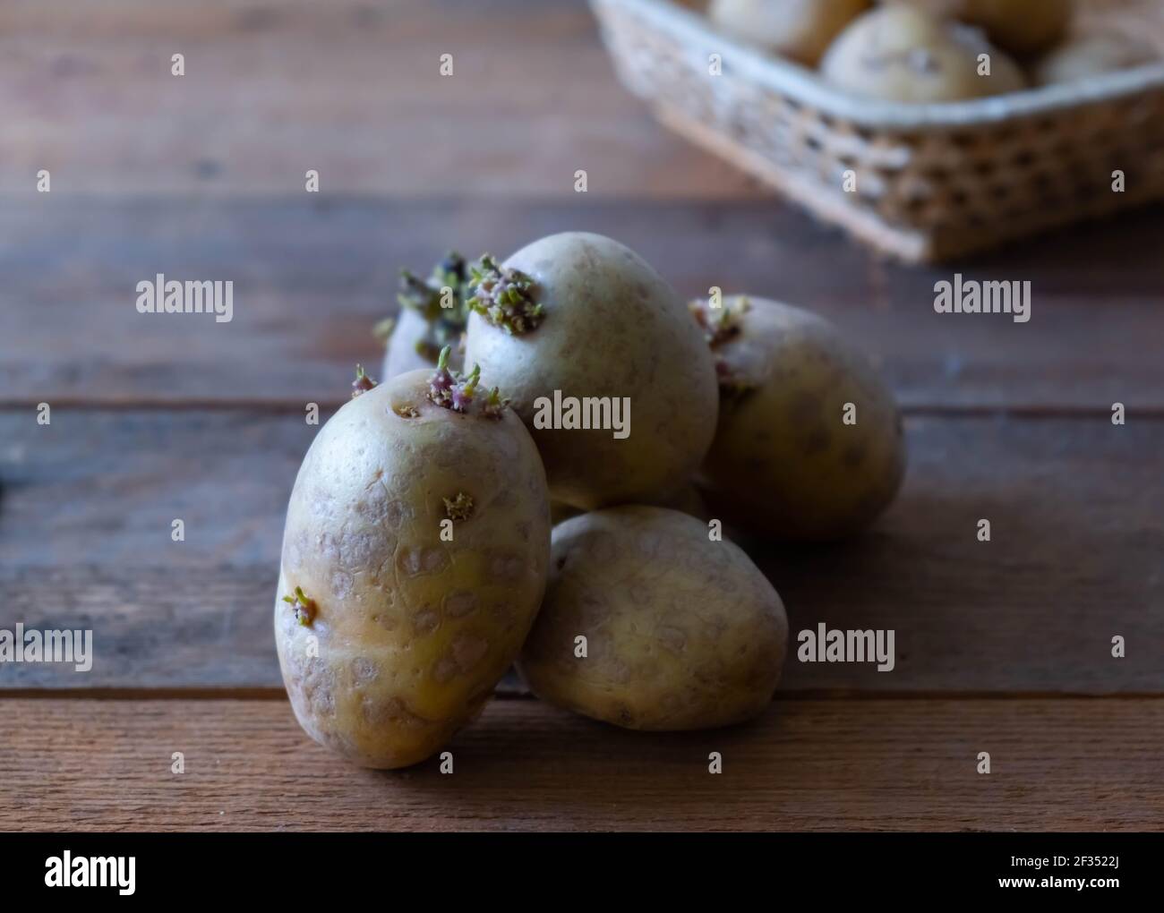 Sprouted potato tuber hi-res stock photography and images - Alamy