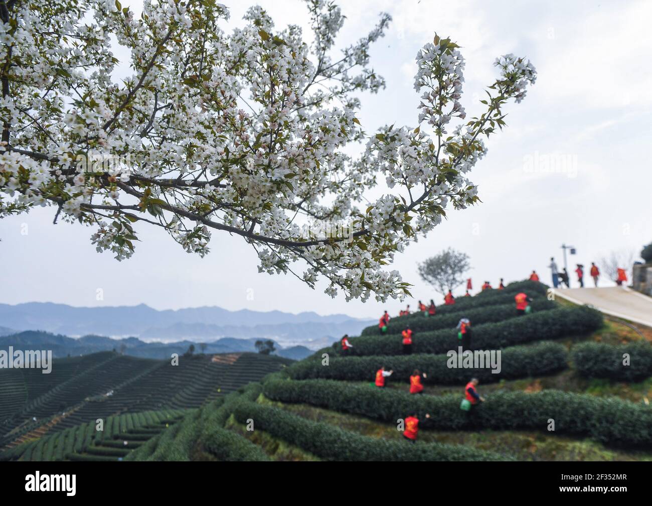 Live streaming china hangzhou hi-res stock photography and images - Alamy