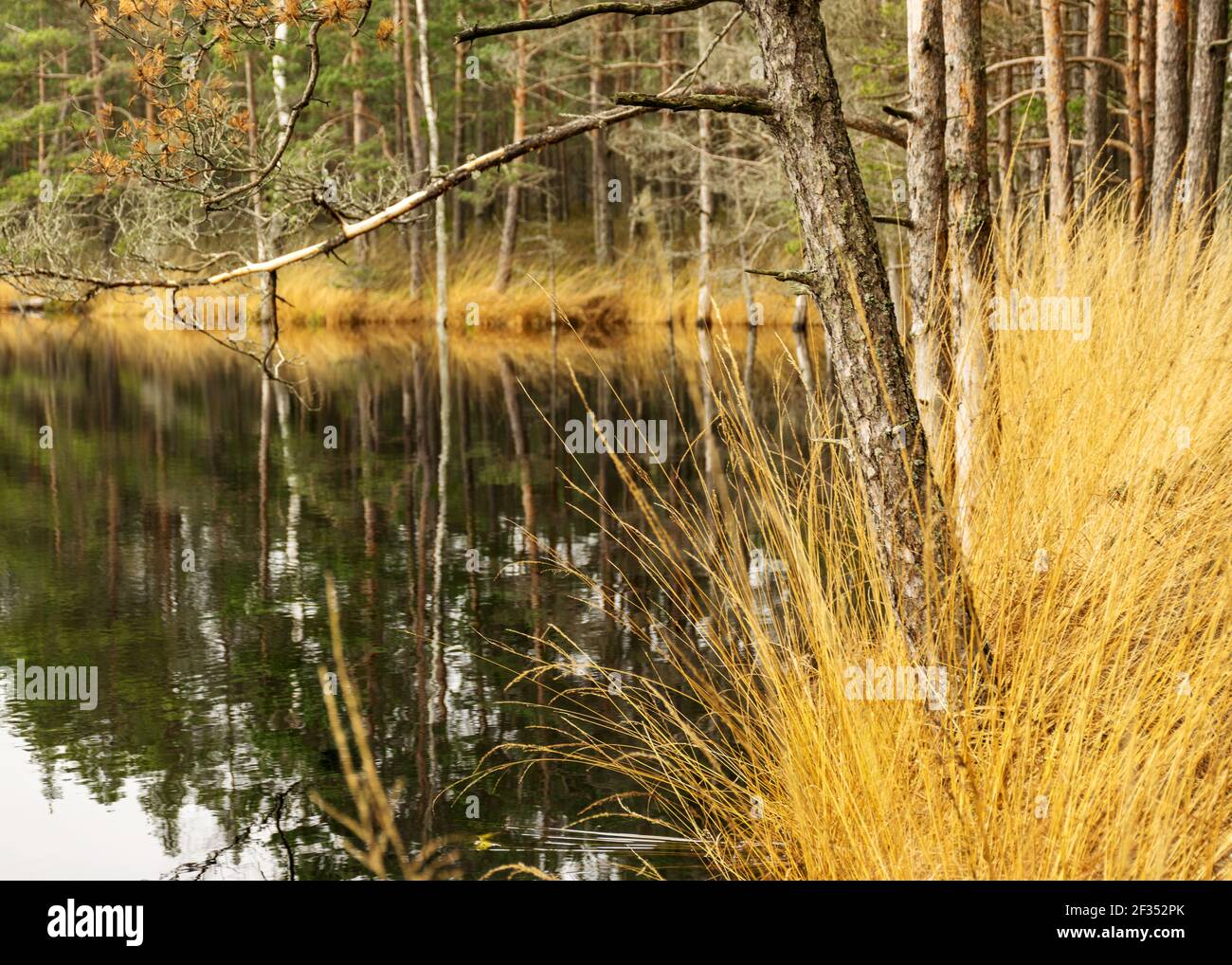 lake shore, swampy forest background, bog pines and birches, land ...