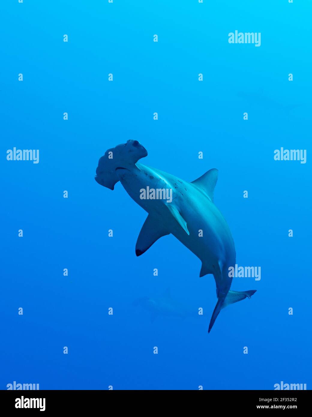 Scalloped arch hi-res stock photography and images - Alamy