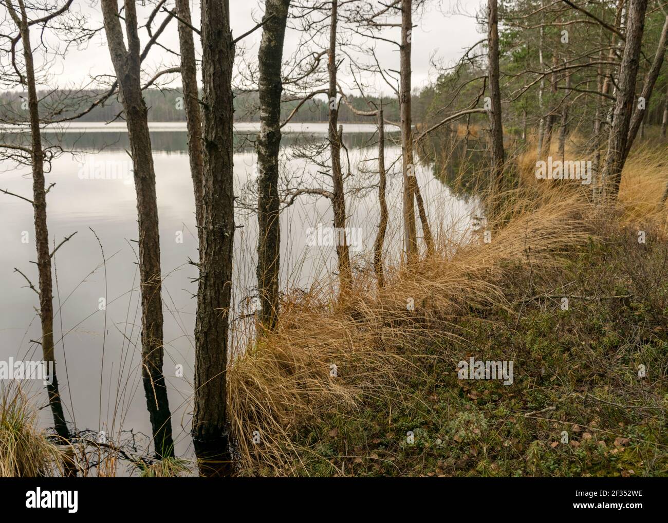 lake shore, swampy forest background, bog pines and birches, land ...