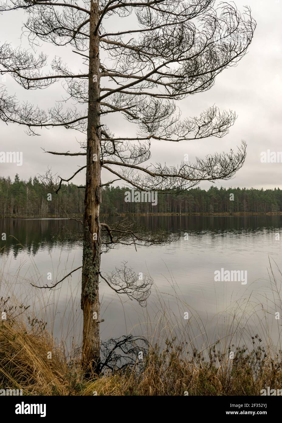 lake shore, swampy forest background, bog pines and birches, land ...