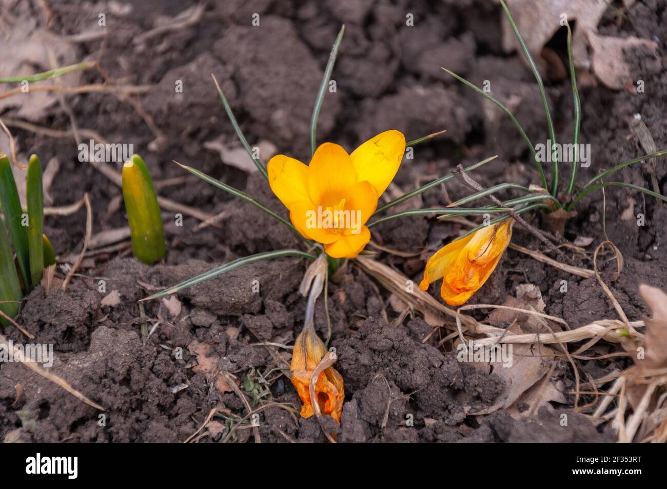 yellow open crocus flower, spring blossom, lila crocus Stock Photo - Alamy