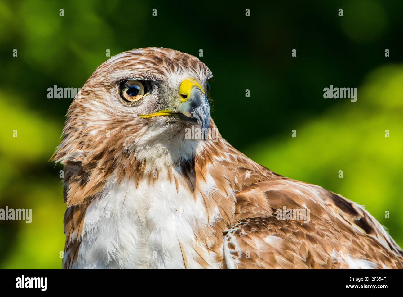 Portrait view of a red tailed hawk glaring menacingly straight at you ...
