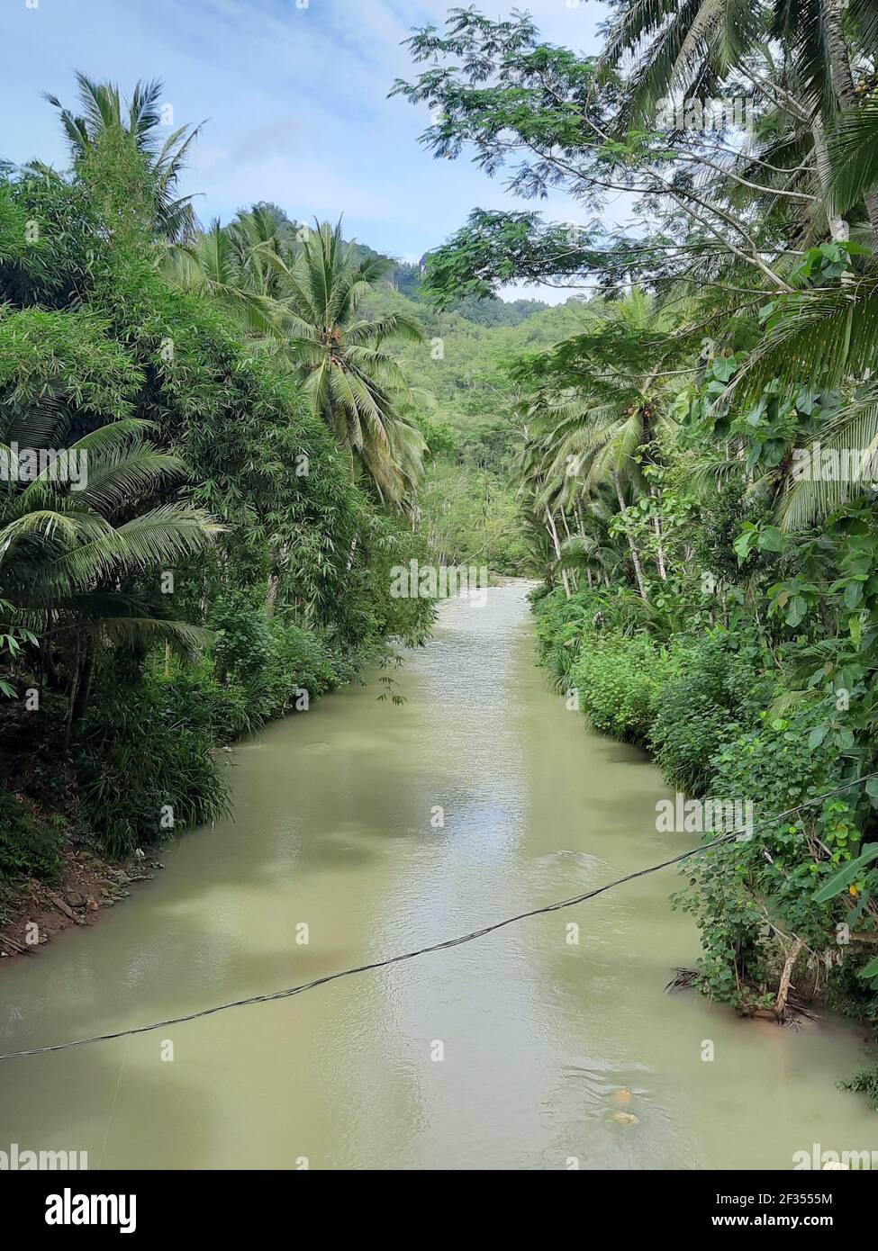 A green brown river flanked from tropical rain forest trees in Gunung ...