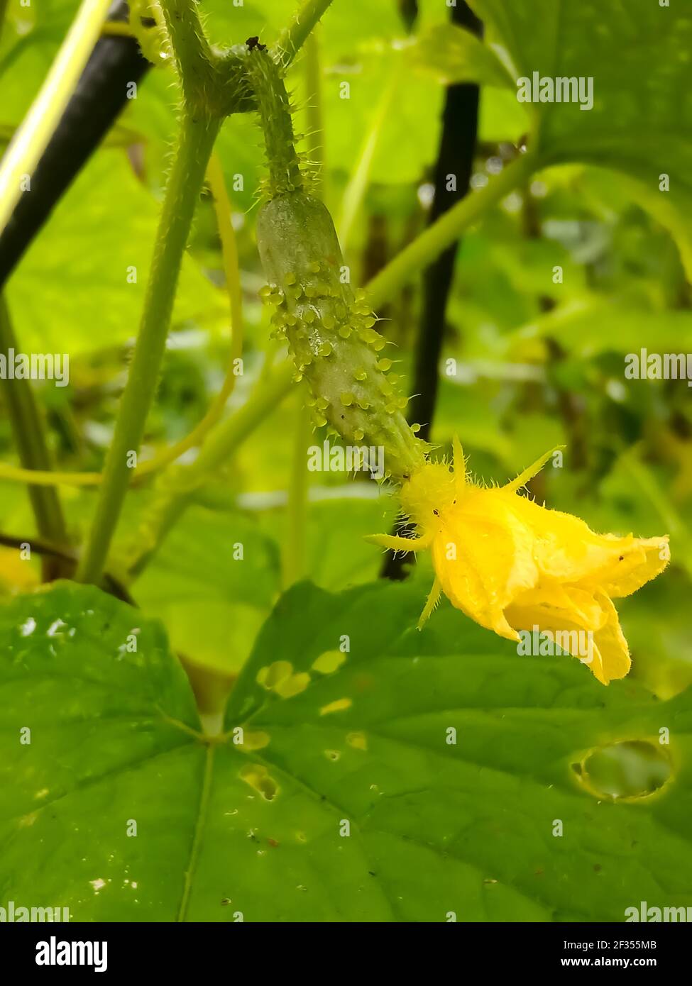 Cucumber vines are beginning to form in the field healthy food Stock ...