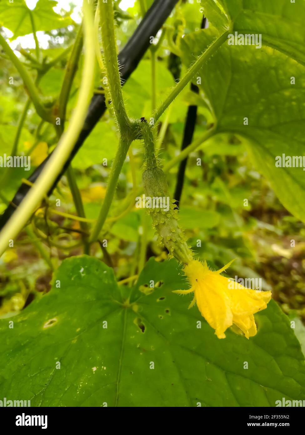 Cucumber vines are beginning to form in the field healthy food Stock ...