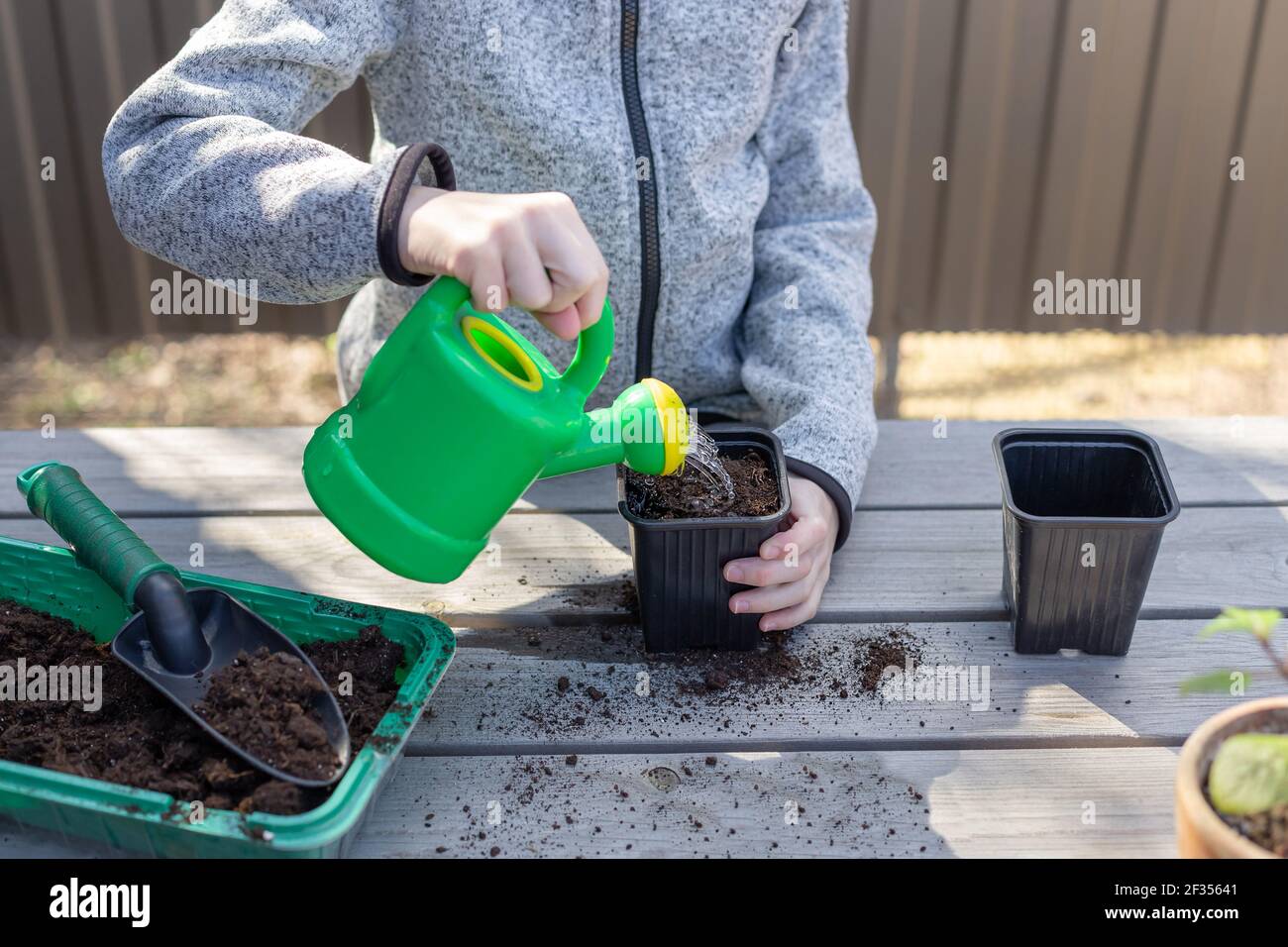 child pours water from a watering can into a seedling pot with plant ...