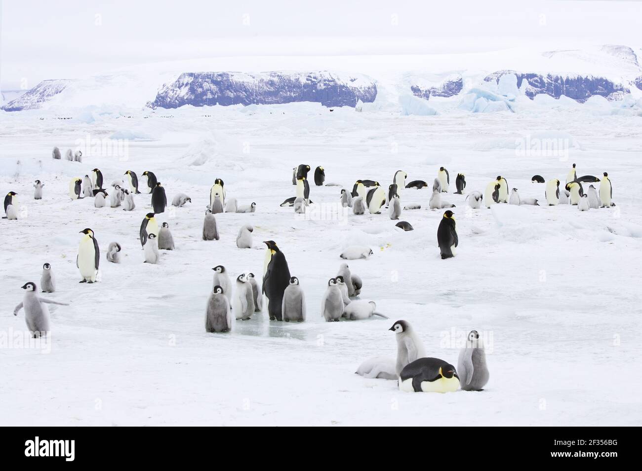 Emperor penguin breeding colony hi-res stock photography and images - Alamy