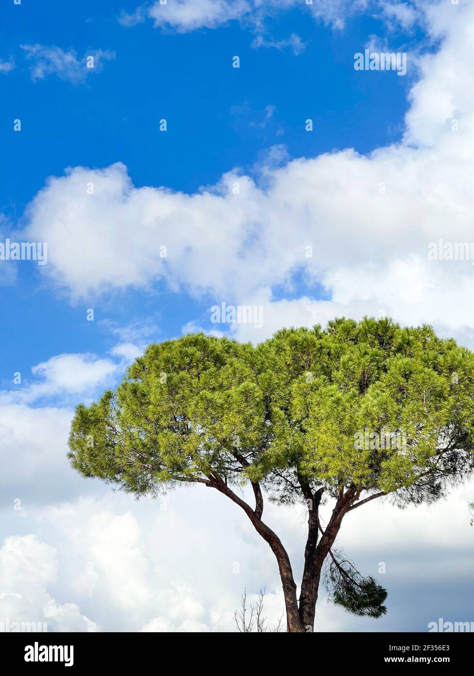 World environment day concept: Big tree over sky background Stock Photo ...
