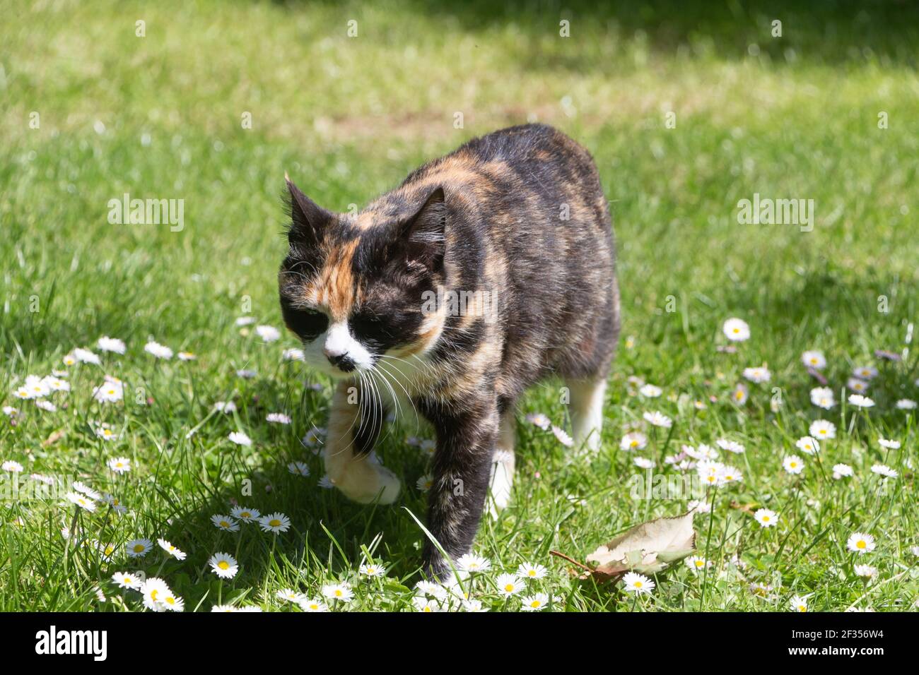 Tortoiseshell cat walking in a garden during a sunny day Stock Photo ...