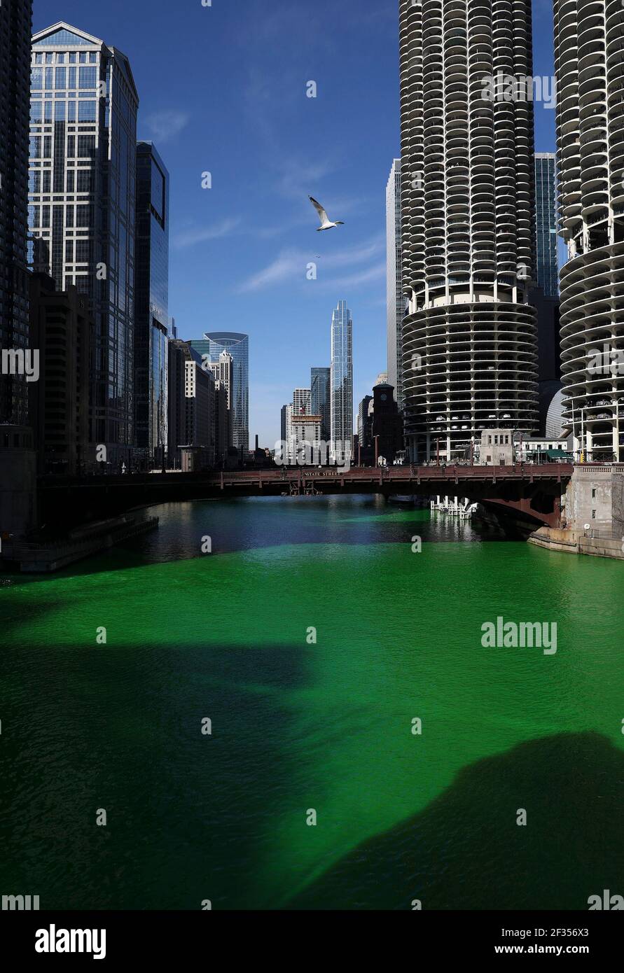 The Chicago River sports a bright green color, after members of the ...