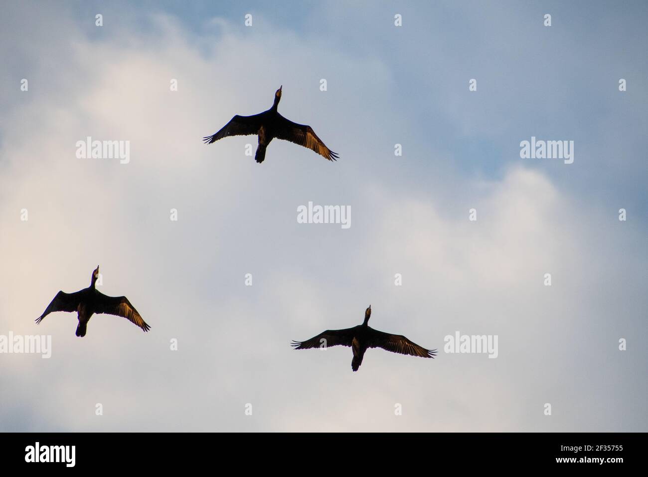 Three birds flying against the cloudy sky in spring Stock Photo - Alamy