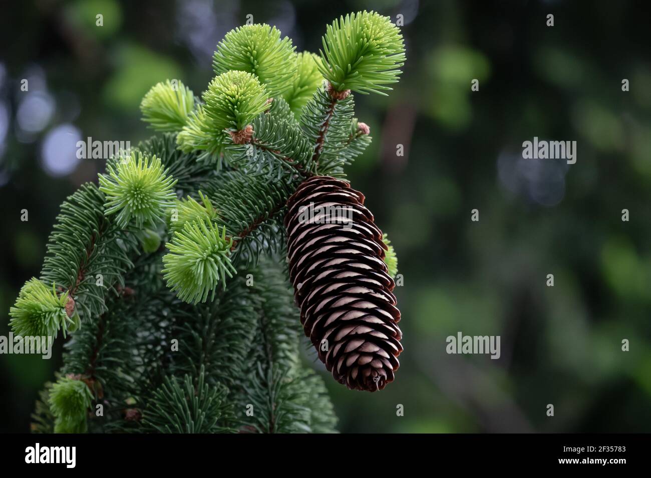 A cone grown on the needle of spruce in the forest Stock Photo - Alamy
