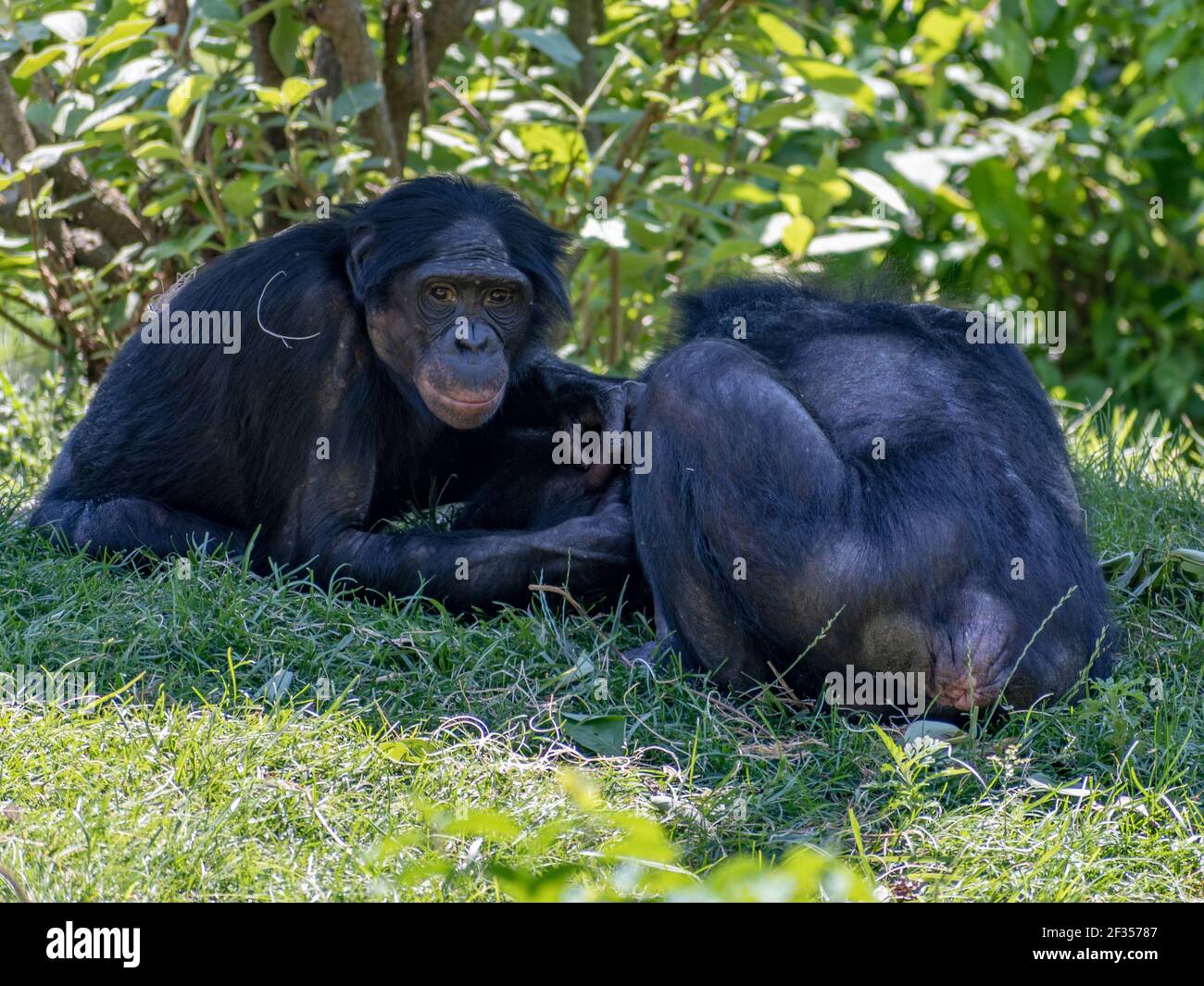 Two black Bonobos resting on grass in their natural habitat in summer ...