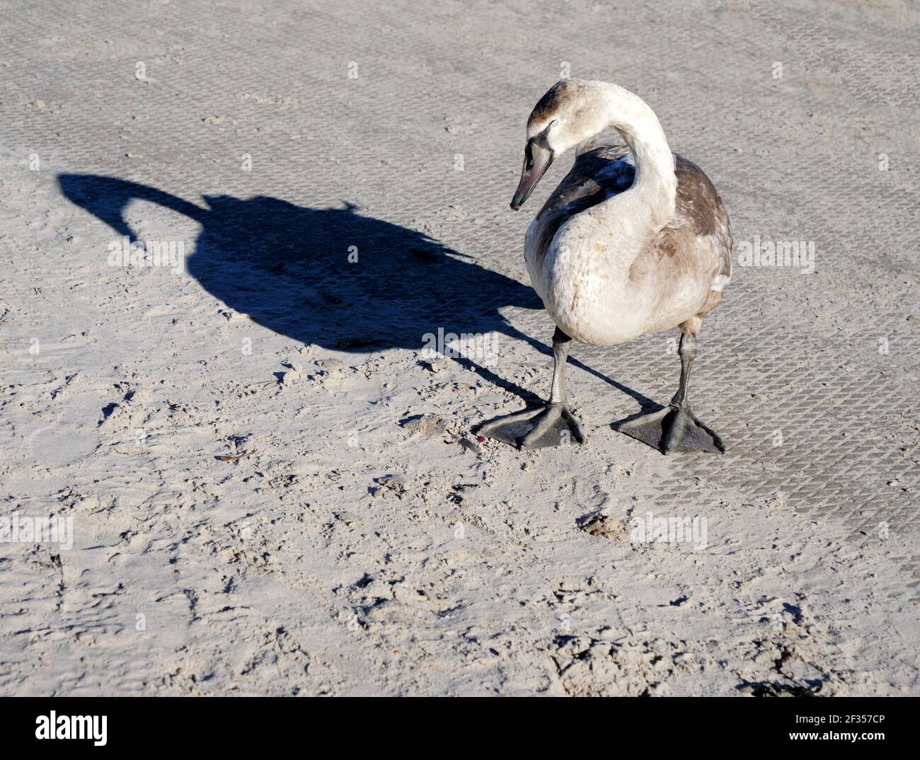 A swan stands on the sand on the beach in sunny weather and looks into ...