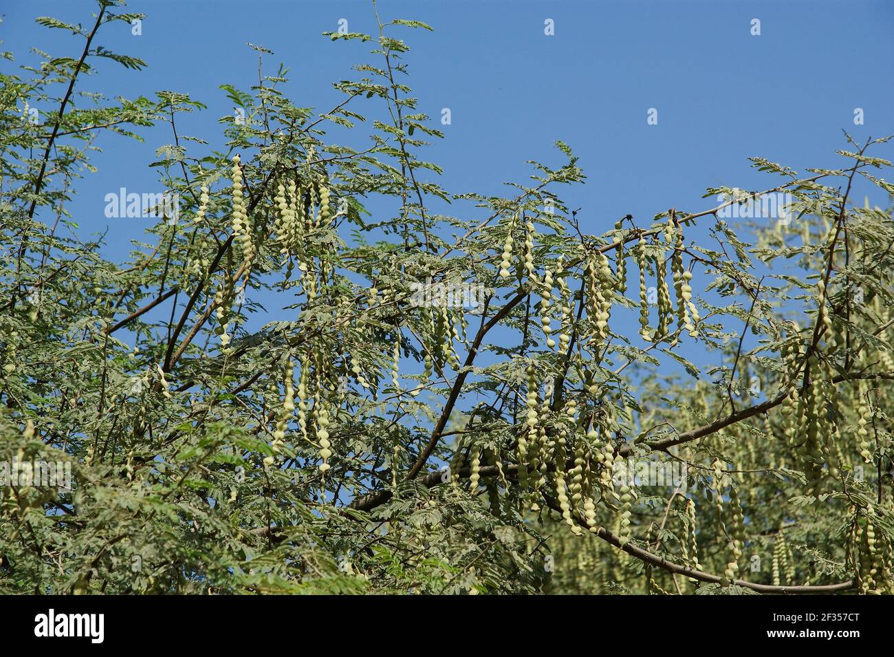 Looking up at acacia tree branches Stock Photo - Alamy