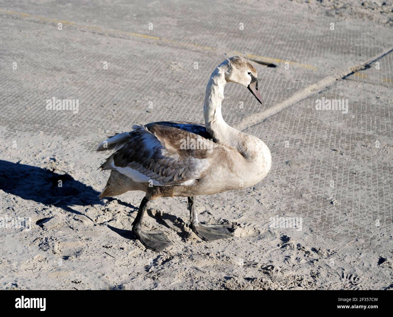 A swan stands on the sand on the beach in sunny weather and looks into ...