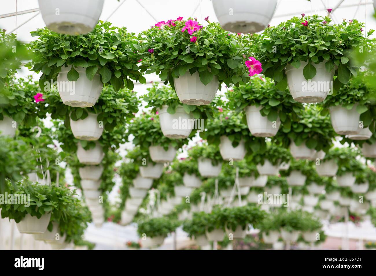 Spring planting and modern business industry of plants Stock Photo - Alamy